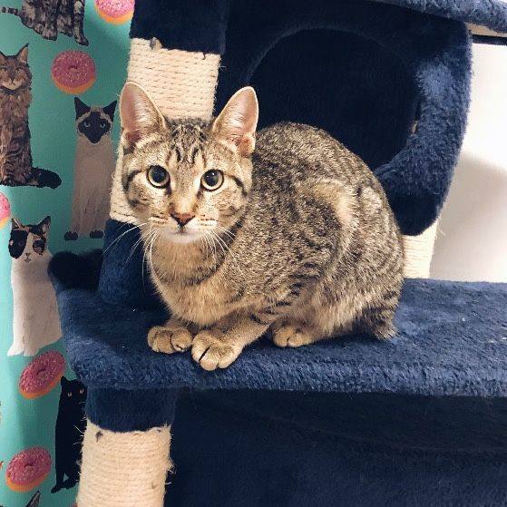 Help Support our Foster Cats