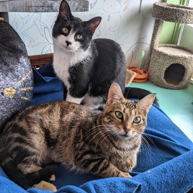 Entry - Cat Lounge